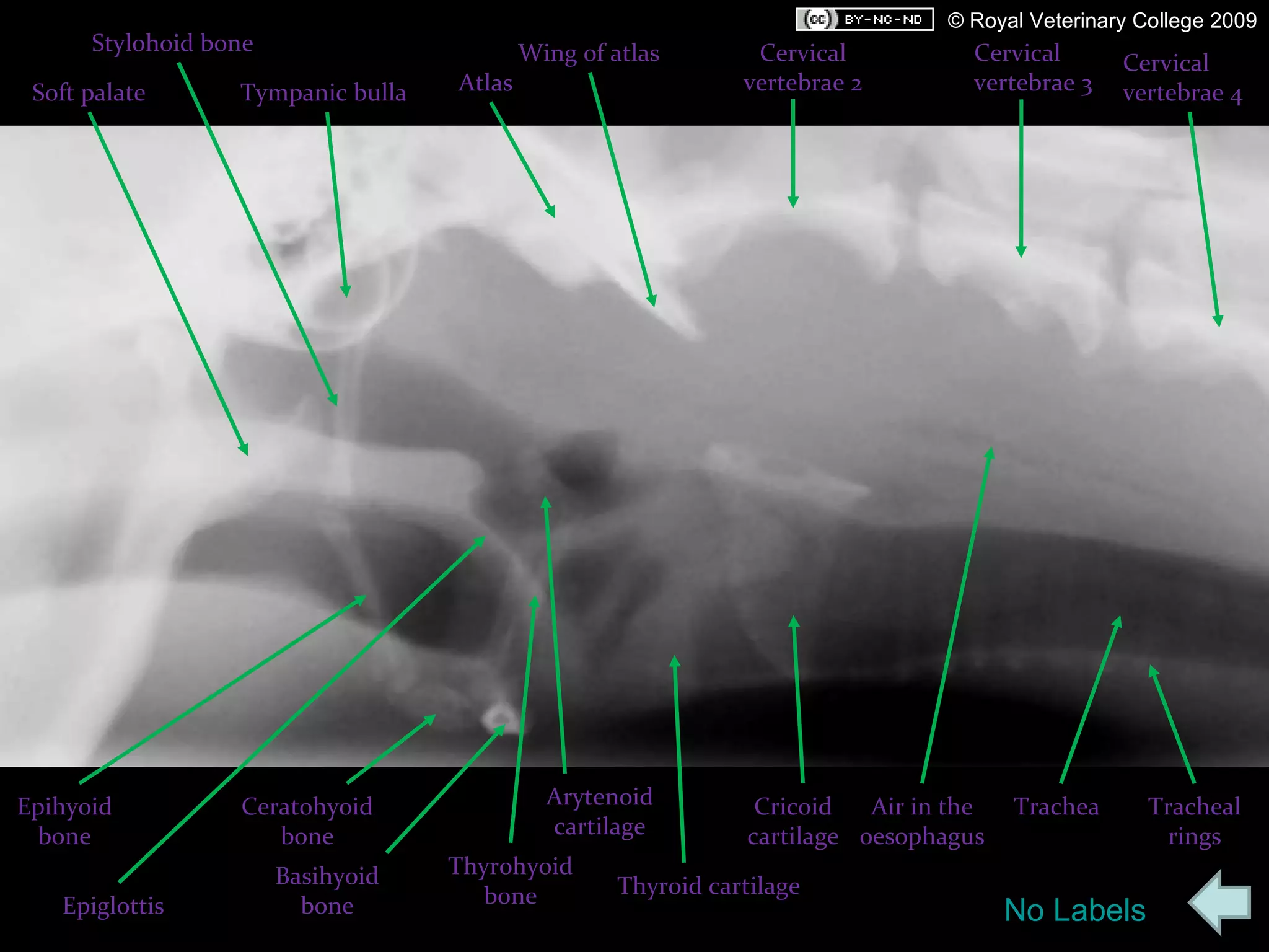 Canine radiographs | PPS