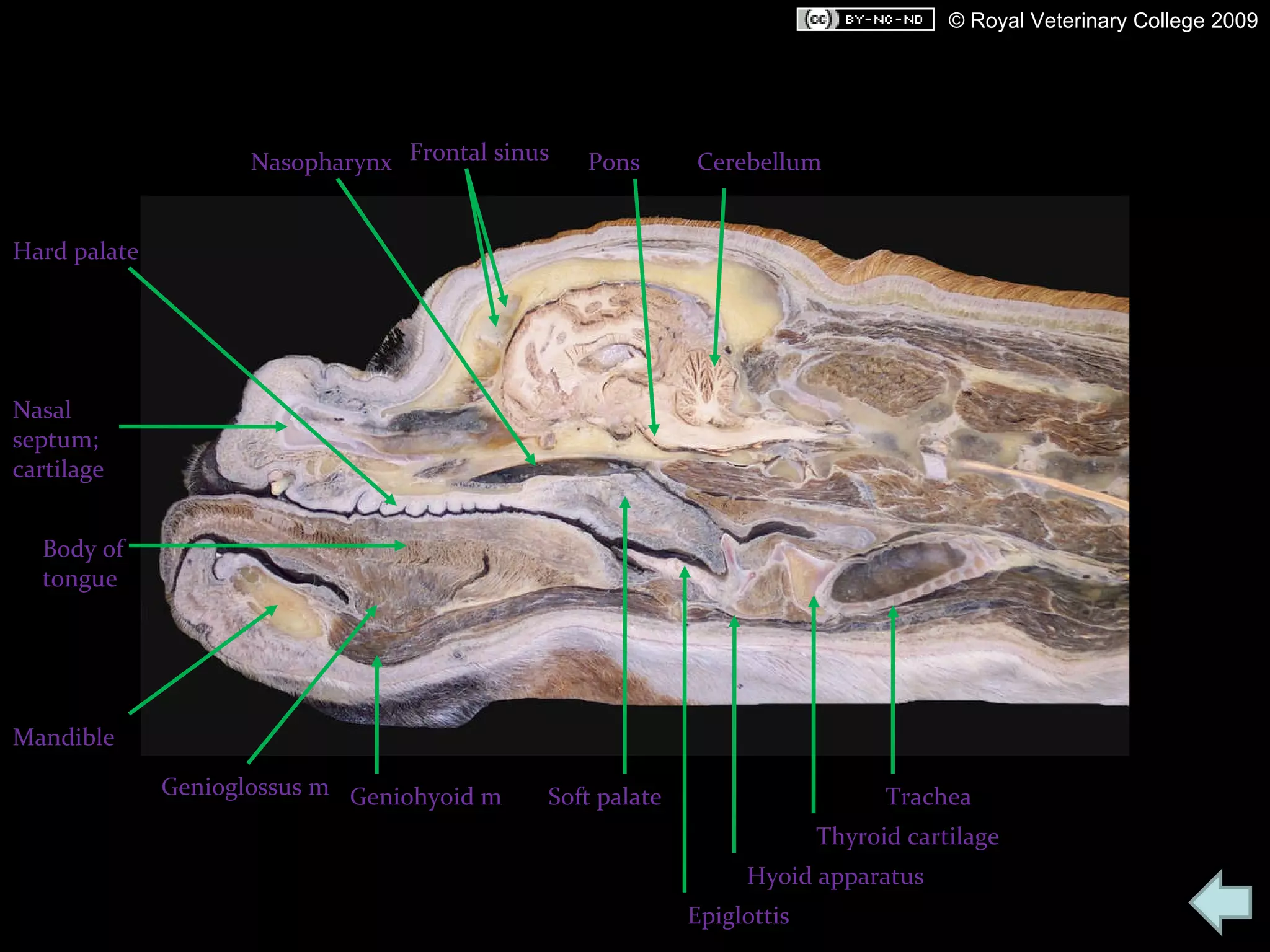 Canine radiographs | PPS