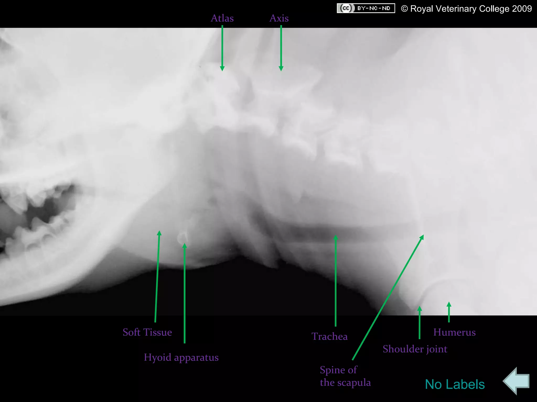 Canine radiographs | PPS