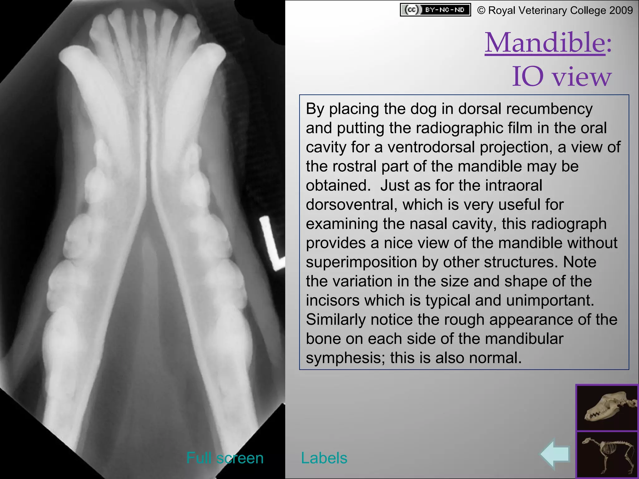Canine radiographs | PPS