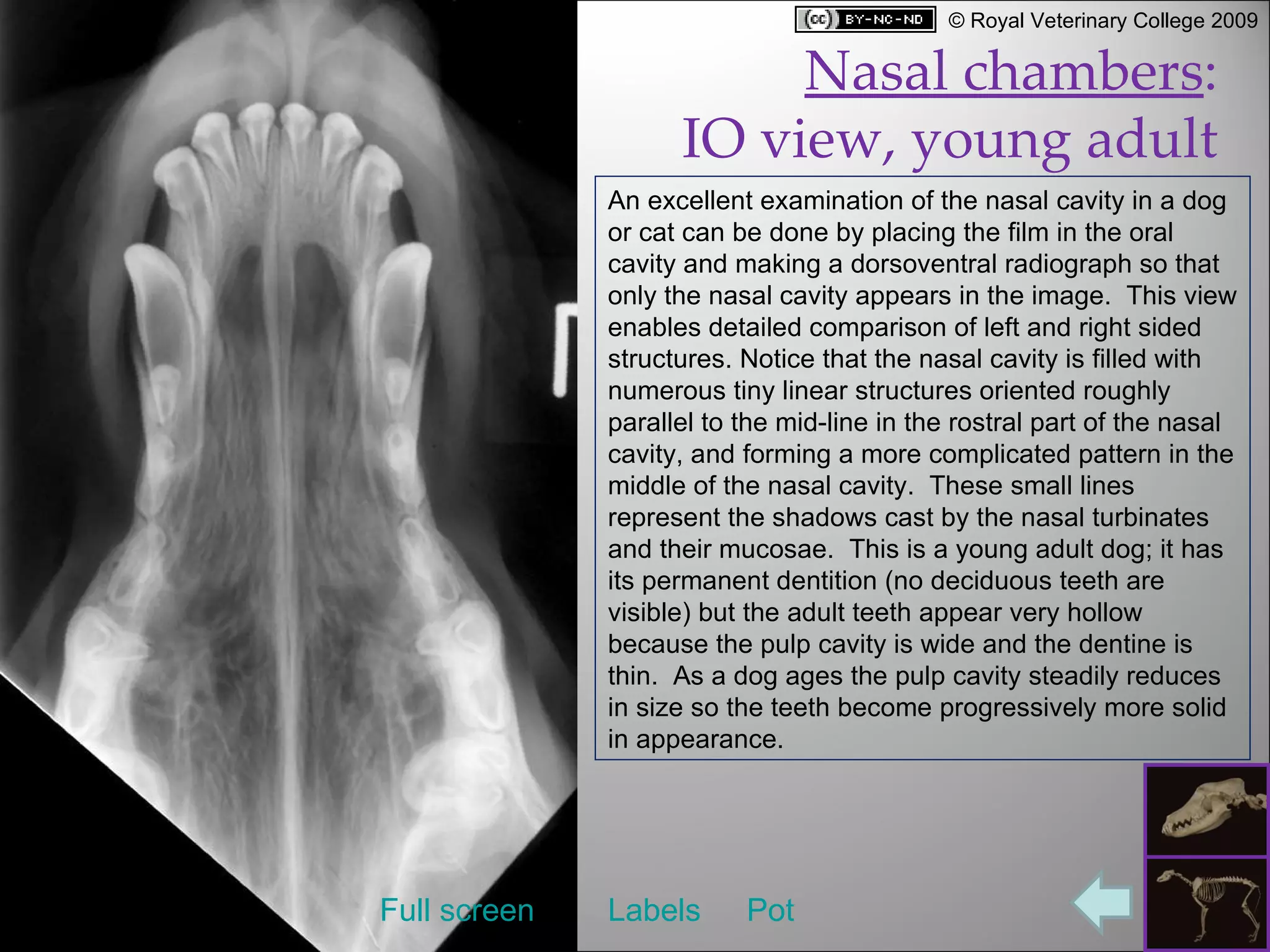 Canine radiographs | PPS