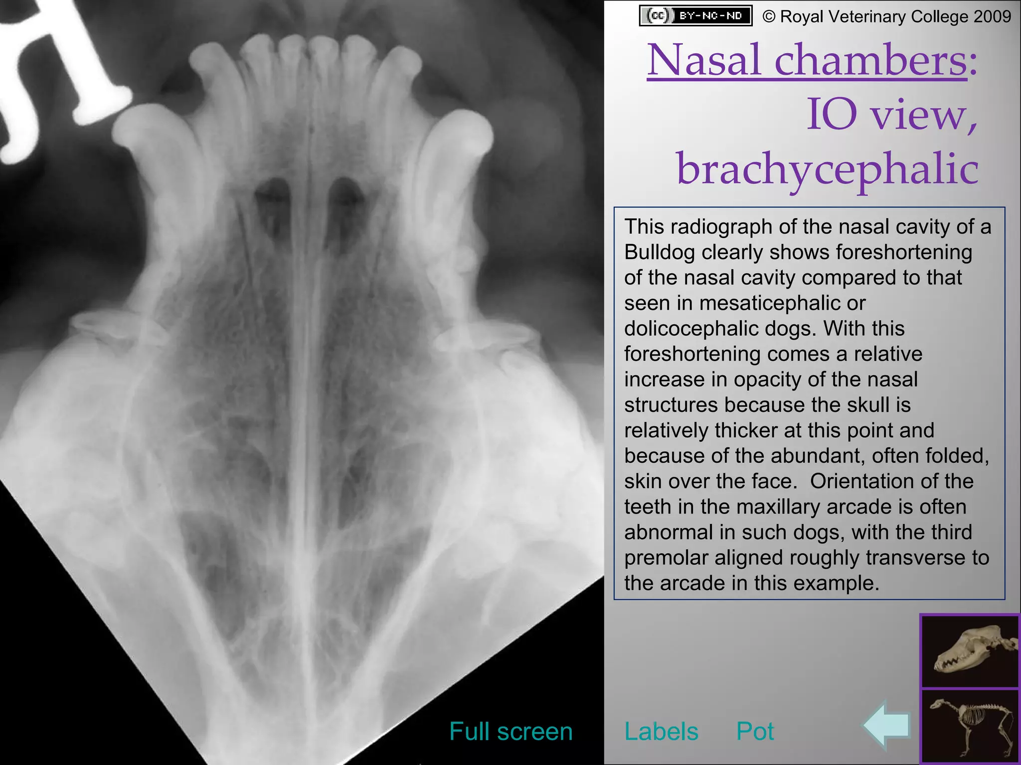 Canine radiographs | PPS