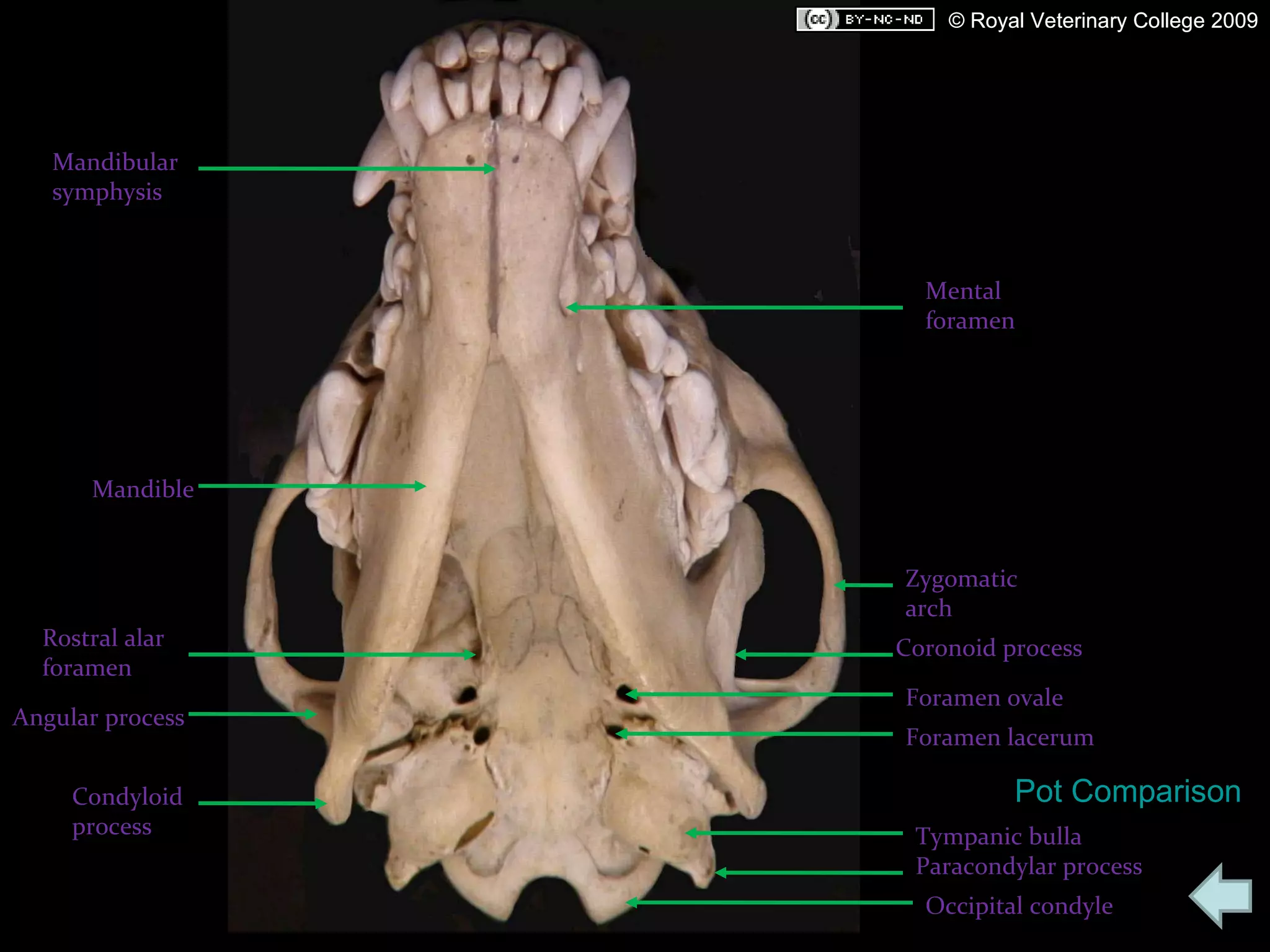 Canine radiographs | PPS