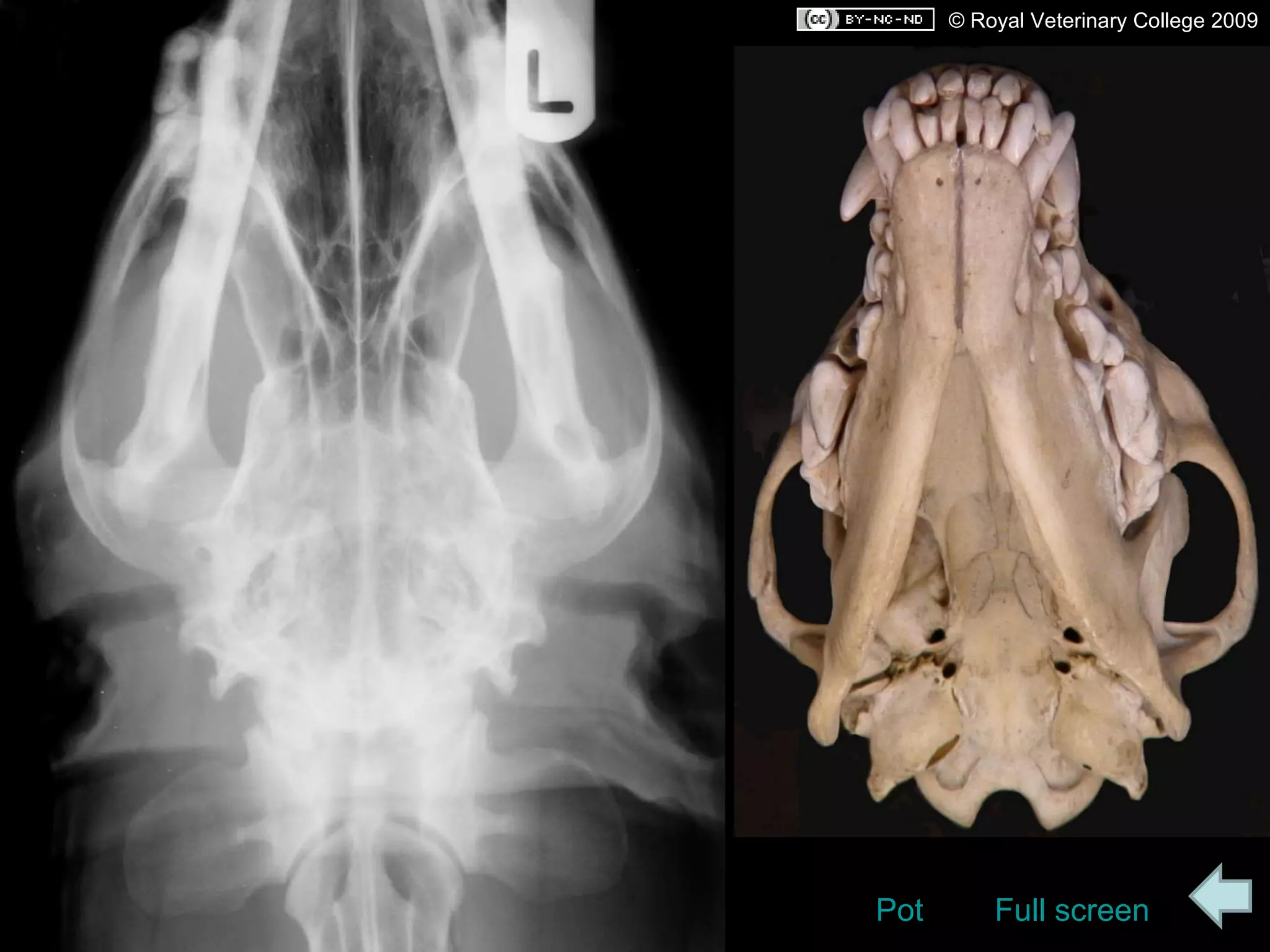 Canine radiographs | PPS | Death, Injury, or Military Conflict ...