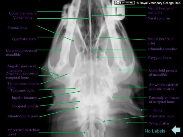 Canine radiographs | PPS | Death, Injury, or Military Conflict ...
