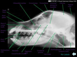 Canine radiographs | PPS