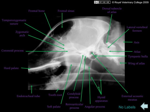 Canine radiographs | PPS | Death, Injury, or Military Conflict ...