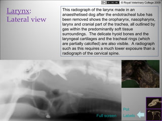 Canine radiographs | PPS