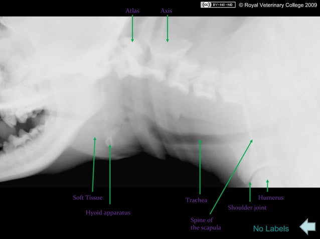 Canine radiographs | PPS | Death, Injury, or Military Conflict ...