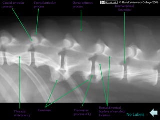 Canine radiographs | PPS