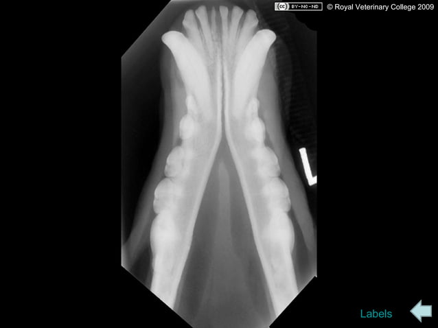 Canine radiographs | PPS | Death, Injury, or Military Conflict ...