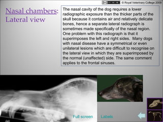Canine radiographs | PPS