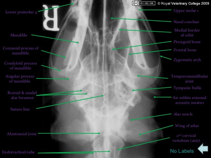 Canine radiographs