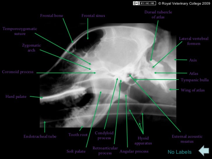 Canine radiographs