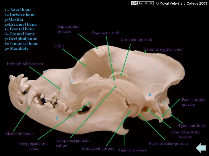 Canine radiographs