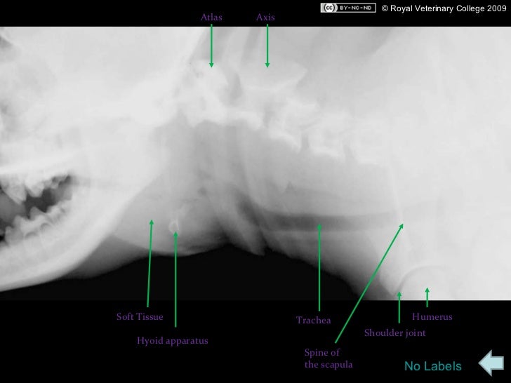 Canine radiographs