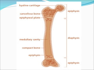 Canine Rickets | PPT