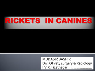 Canine Rickets | PPT