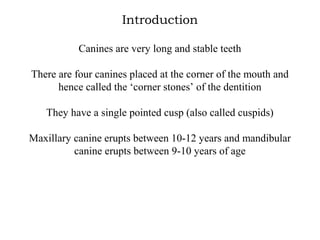 Canines | PPT
