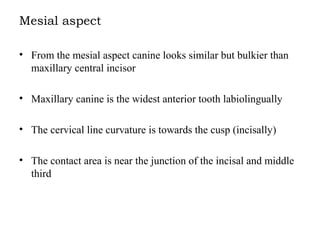 Canines | PPT