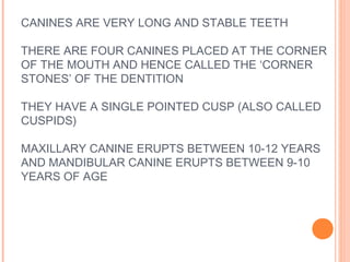 Canines | PPT