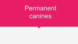Canines | PPTX