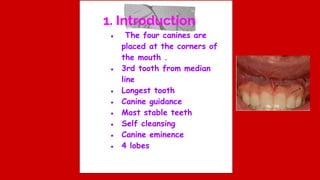 Canines | PPTX