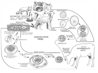 Canine sarcocystis,sarcocystosis | PPTX
