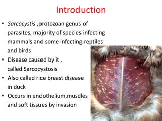 Canine sarcocystis,sarcocystosis | PPTX