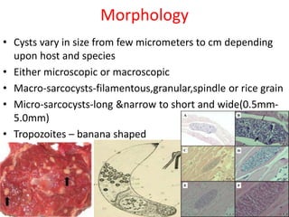 Canine sarcocystis,sarcocystosis | PPTX