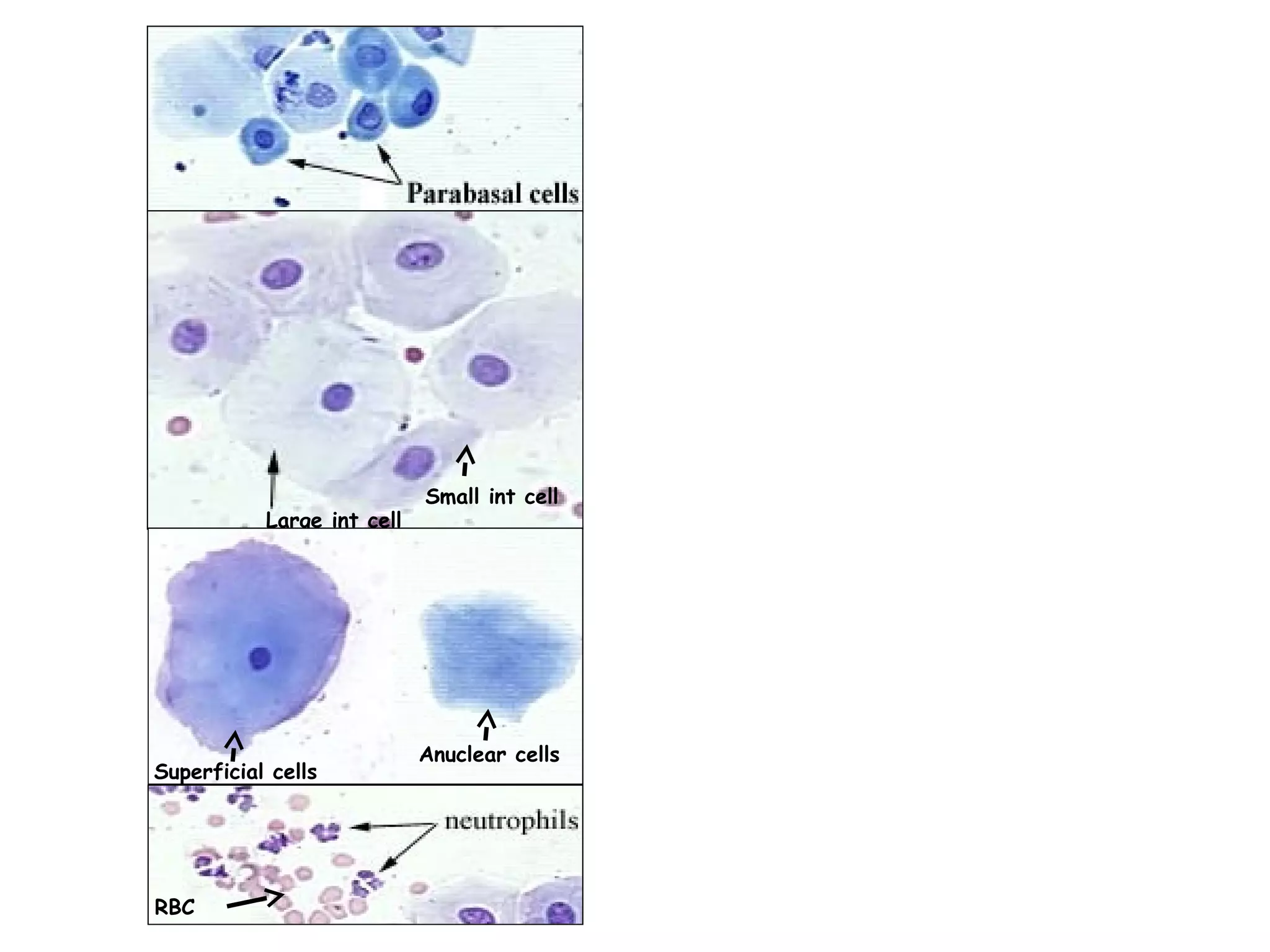 Canine vaginal cytology1 | PPT
