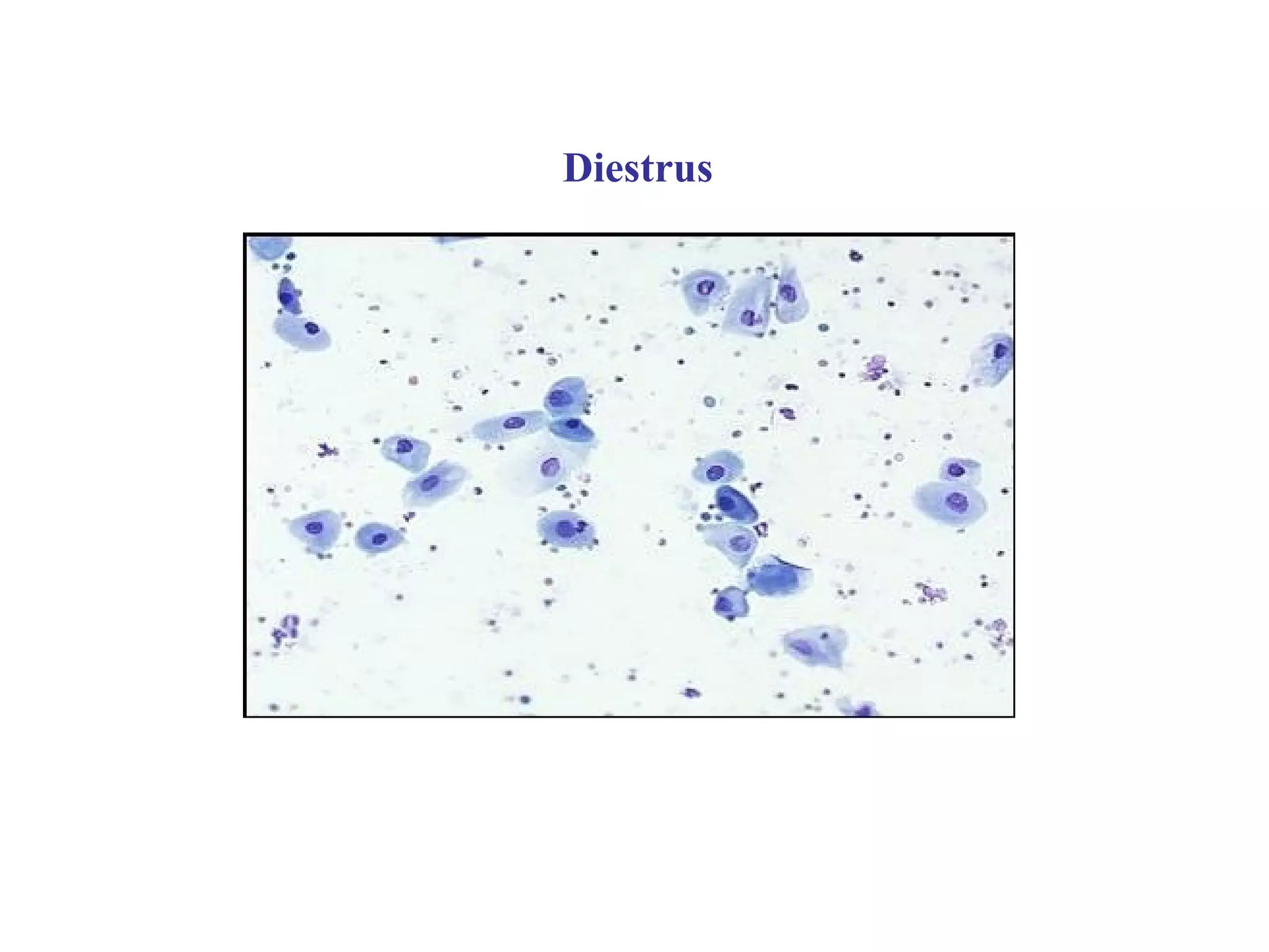 Canine vaginal cytology1 | PPT