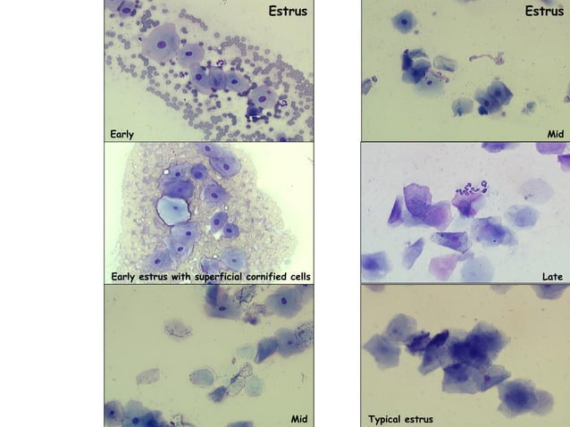 Canine vaginal cytology1 | PPT
