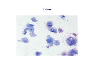 Canine vaginal cytology1 | PPT