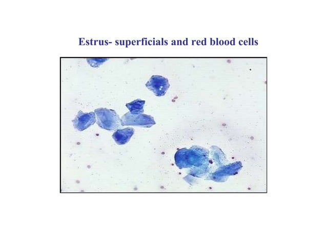 Canine vaginal cytology1 | PPT | Biological Sciences | Science
