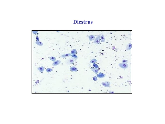 Canine vaginal cytology1 | PPT | Biological Sciences | Science