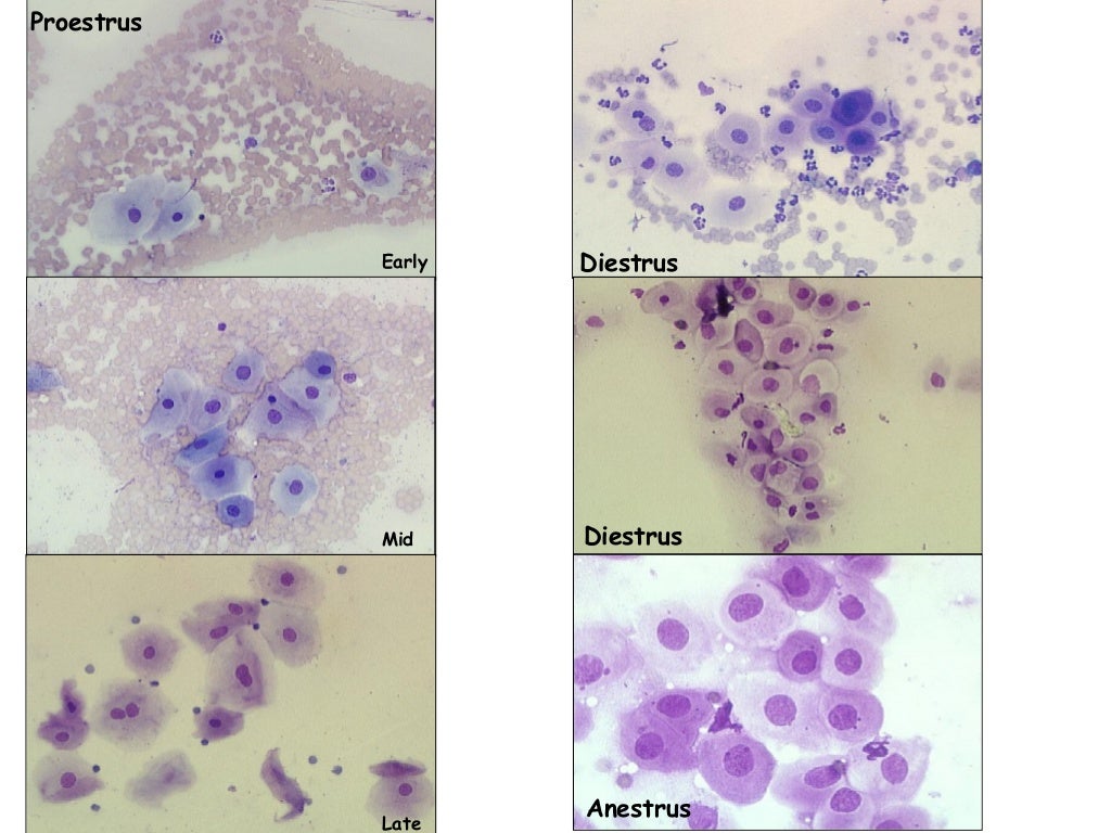 Canine vaginal cytology1