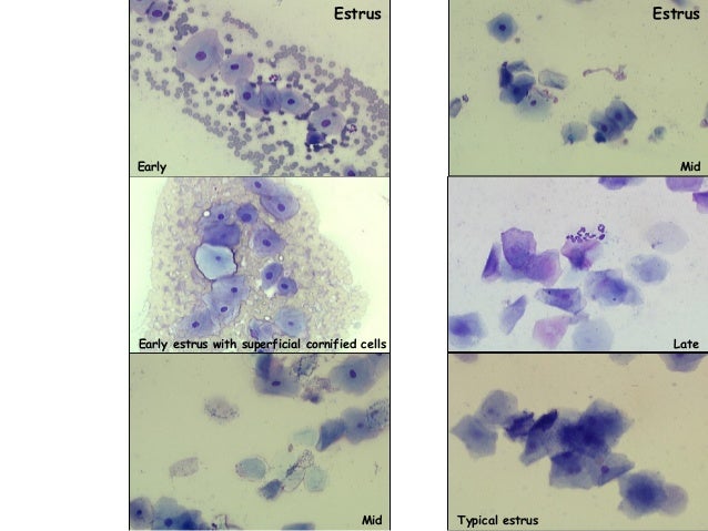 Canine vaginal cytology1