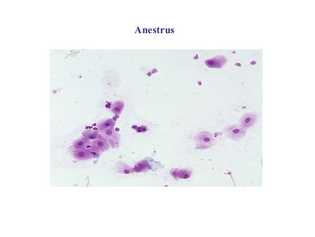 Canine vaginal cytology1