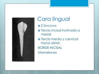 Canino inferior | PPTX