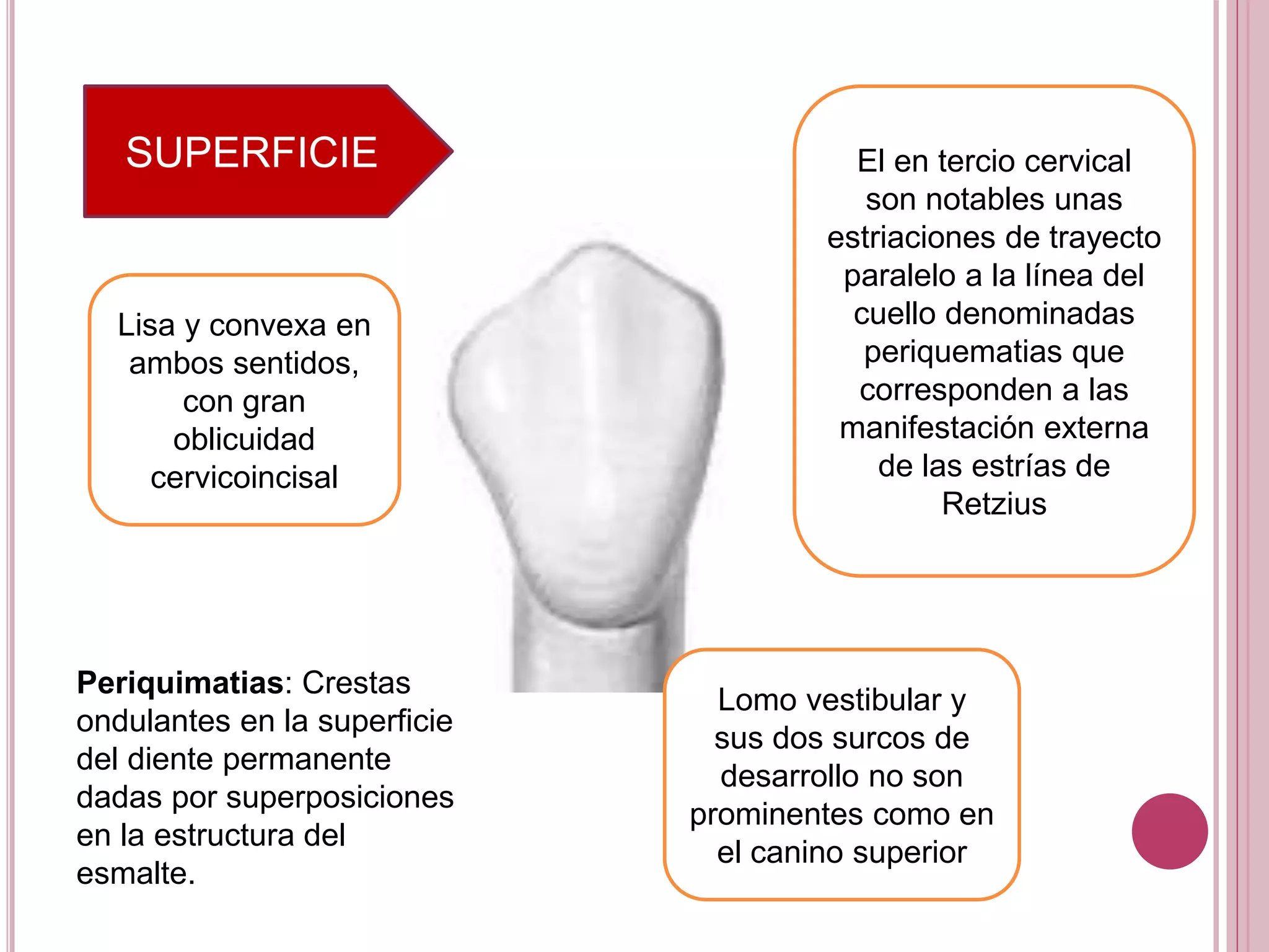 Canino inferior | PPTX
