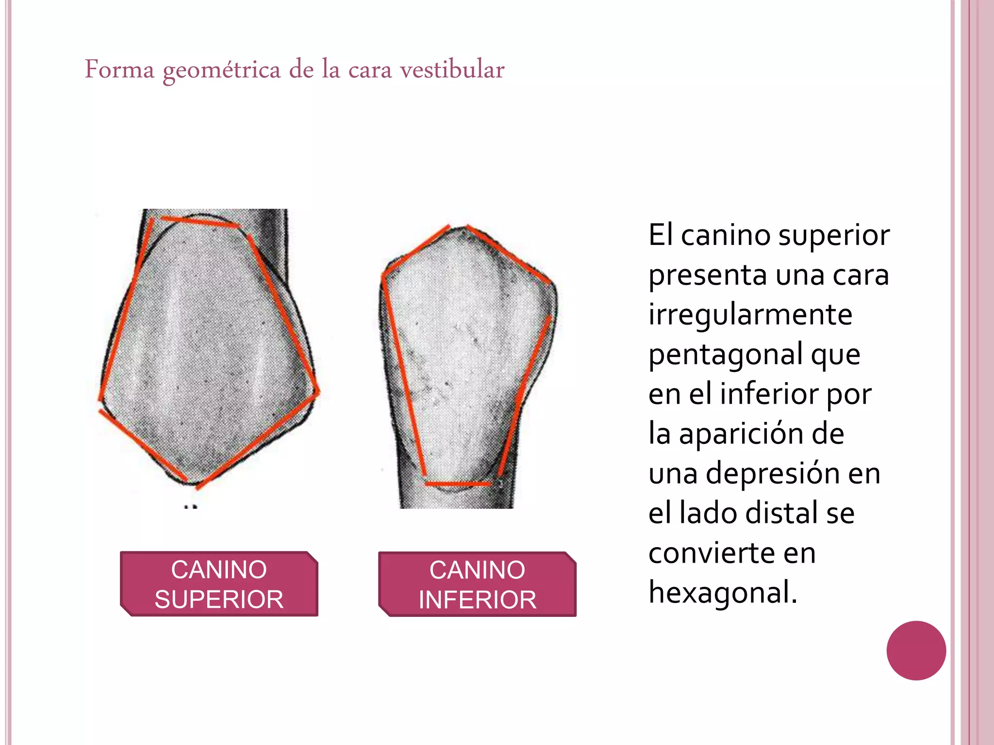 Canino inferior | PPTX