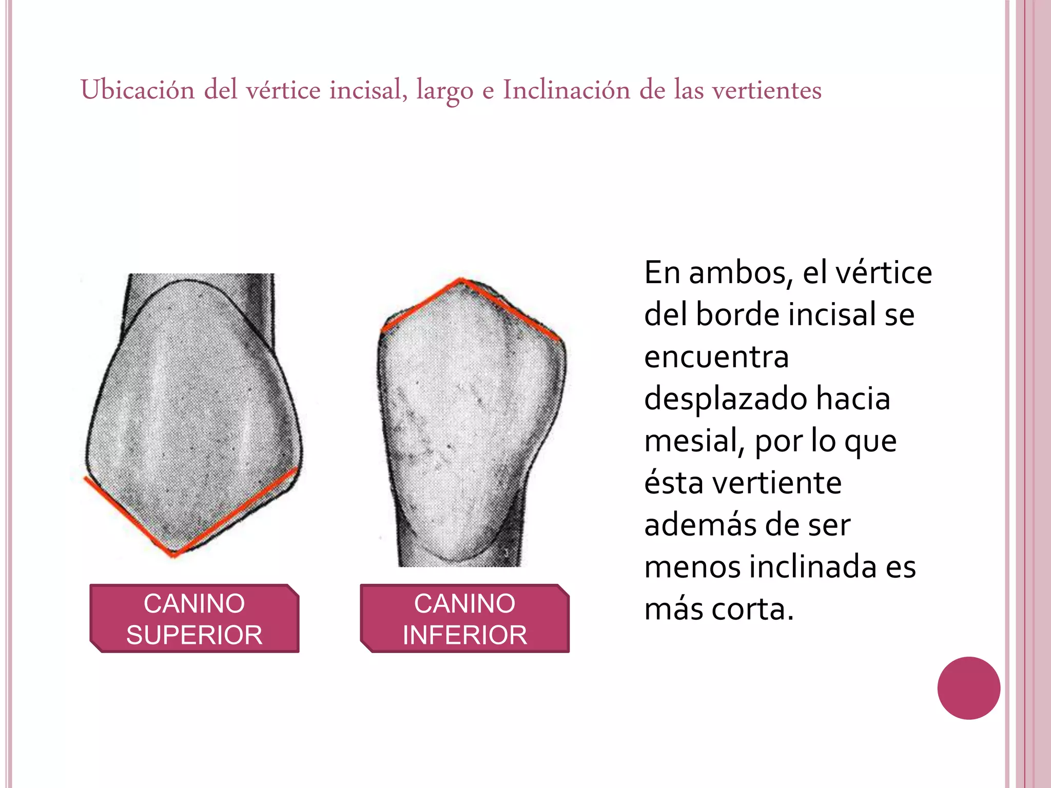 Canino inferior | PPTX