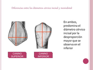 Canino inferior | PPTX