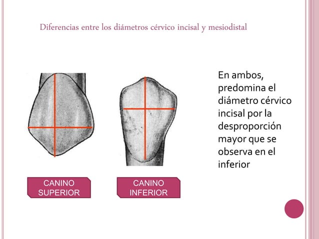 Canino inferior | PPTX