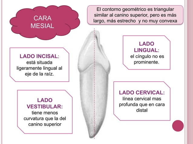 Canino inferior | PPTX