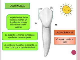 Canino inferior | PPTX