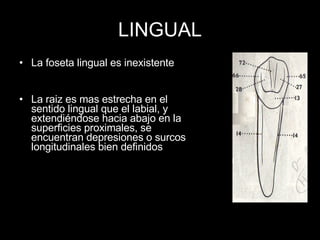 Caninos Inferiores | PPT