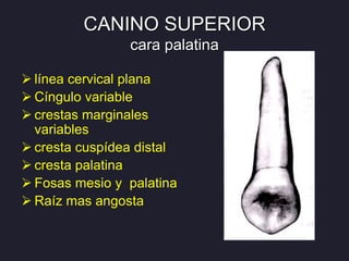 Caninos Permanentes | PDF