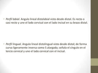 Canino superior | PPTX